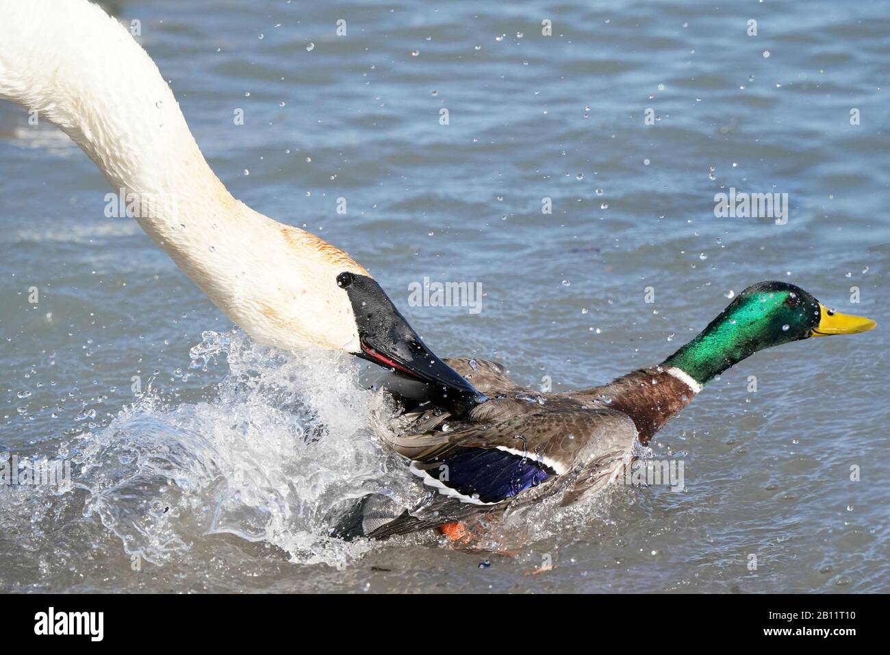Trumpeter swans fighting hi-res stock photography and images - Alamy