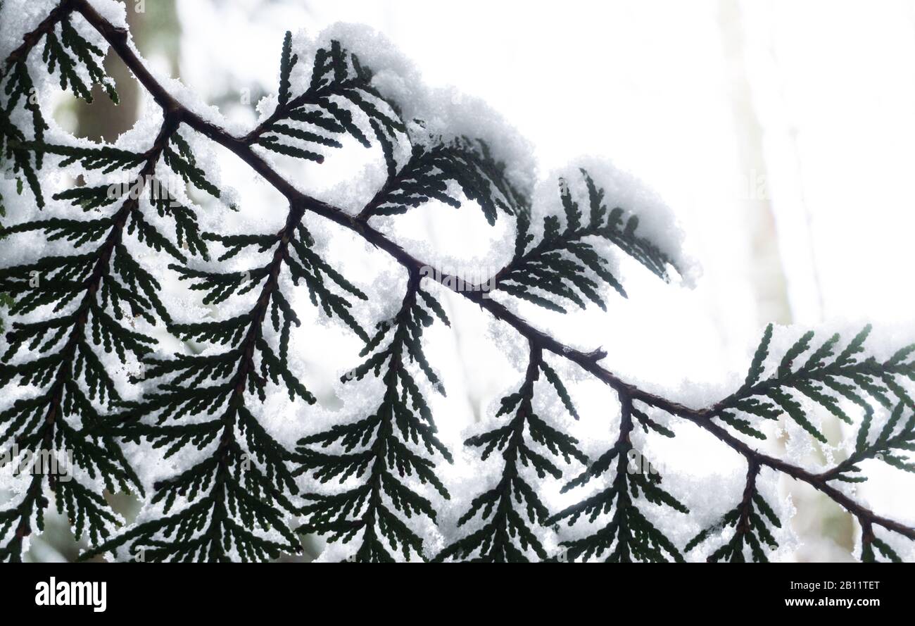 Cedar bough hi-res stock photography and images - Alamy