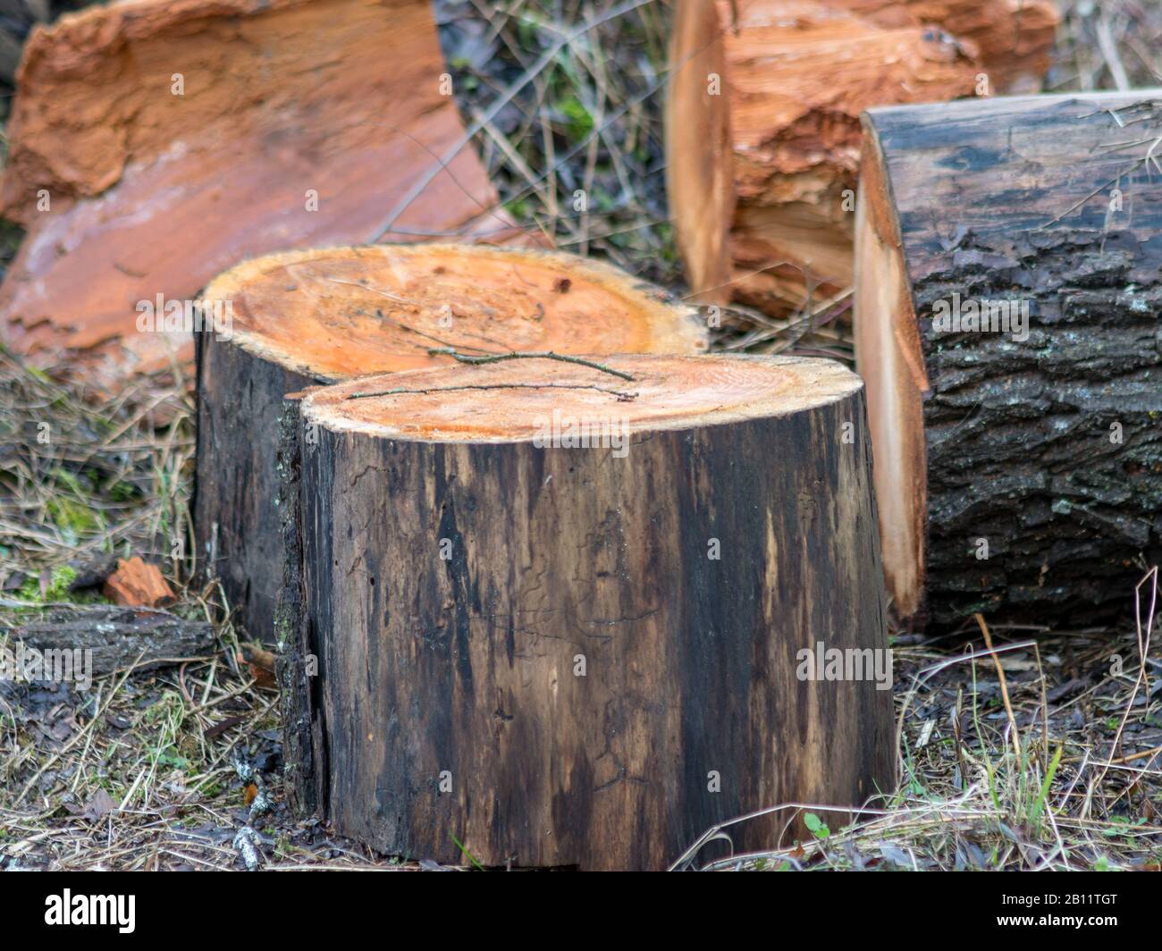 picture with thick wooden blocks, trees in bright orange color Stock ...