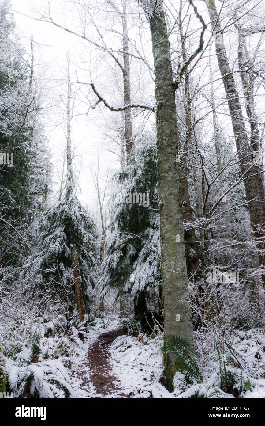Trees and snow on a winter pathway through the forest in western ...