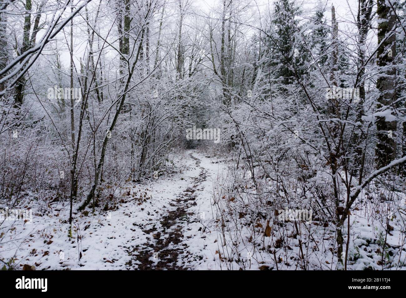 Trees and snow on a winter pathway through the forest in western ...