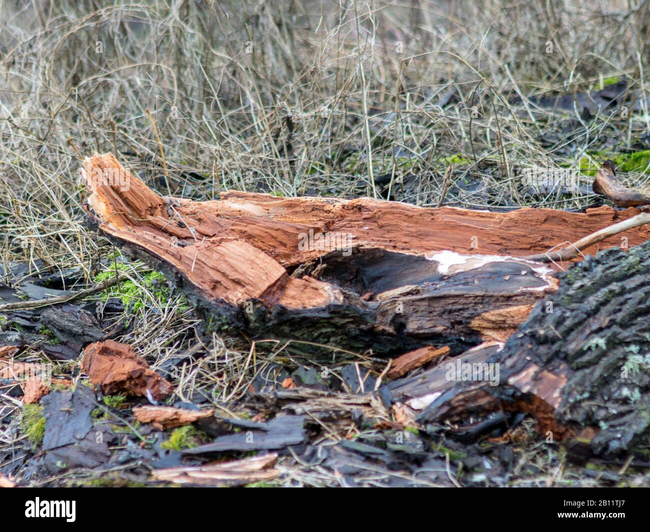 picture with thick wooden blocks, trees in bright orange color Stock ...