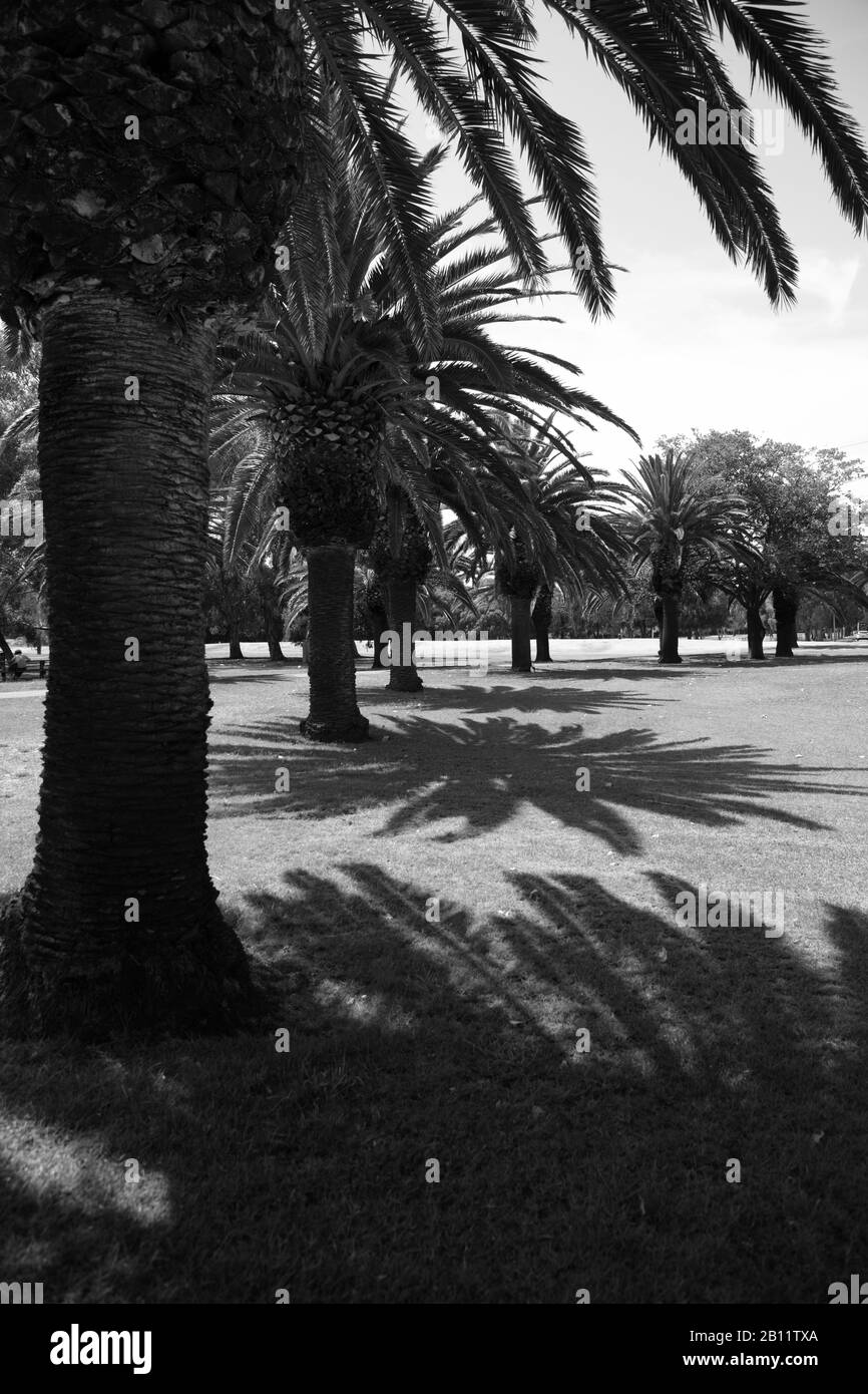 Black and white of a line of palm trees seen in a park near Perth ...