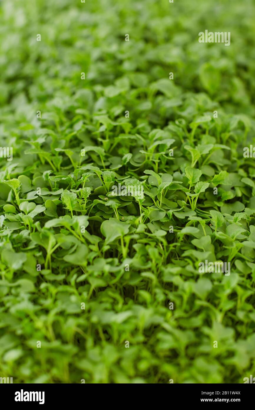 Seeding eating hi-res stock photography and images - Alamy