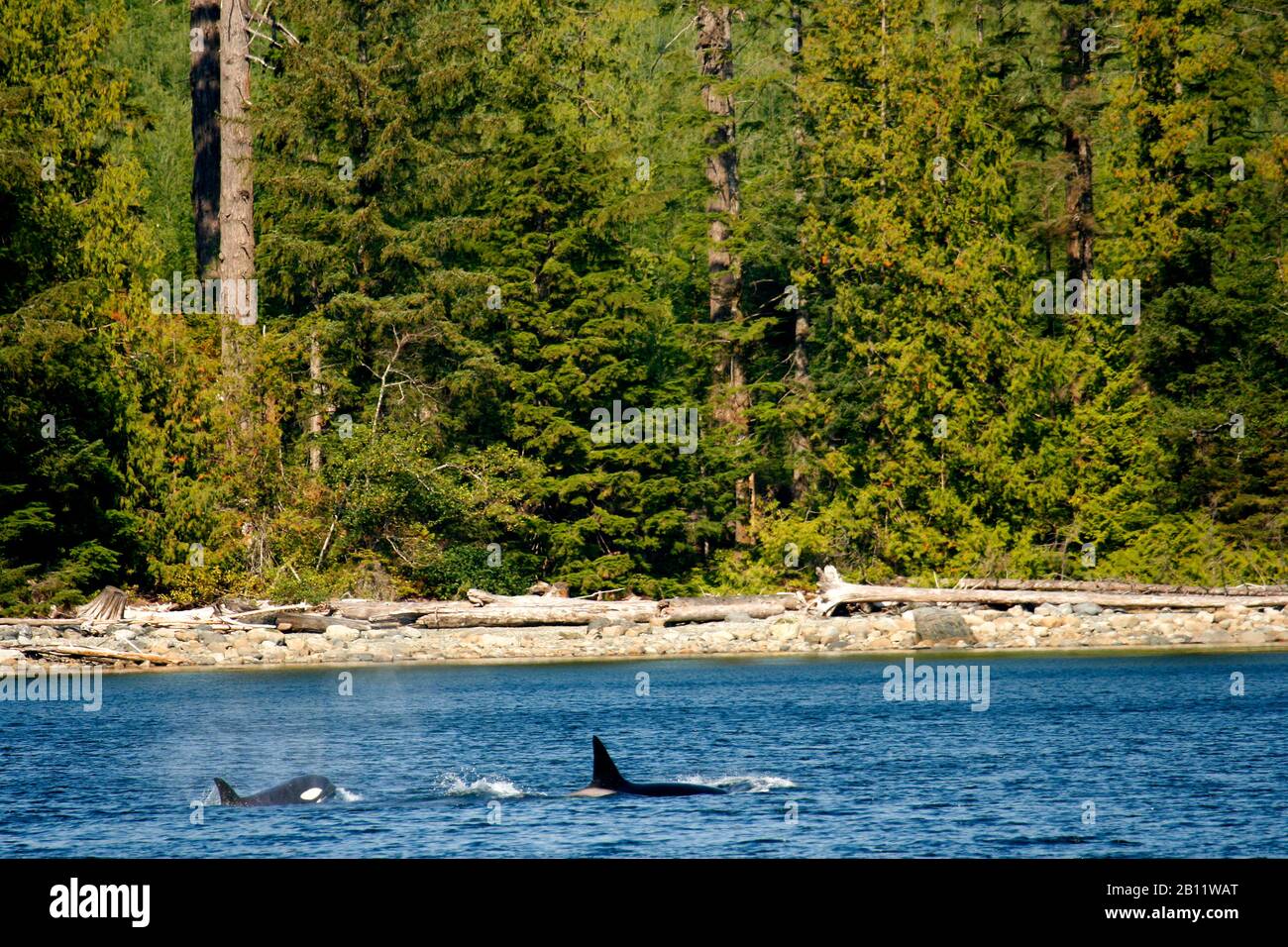 Orcas, Orcinus orca in Campbell River. Vancouver island. British ...