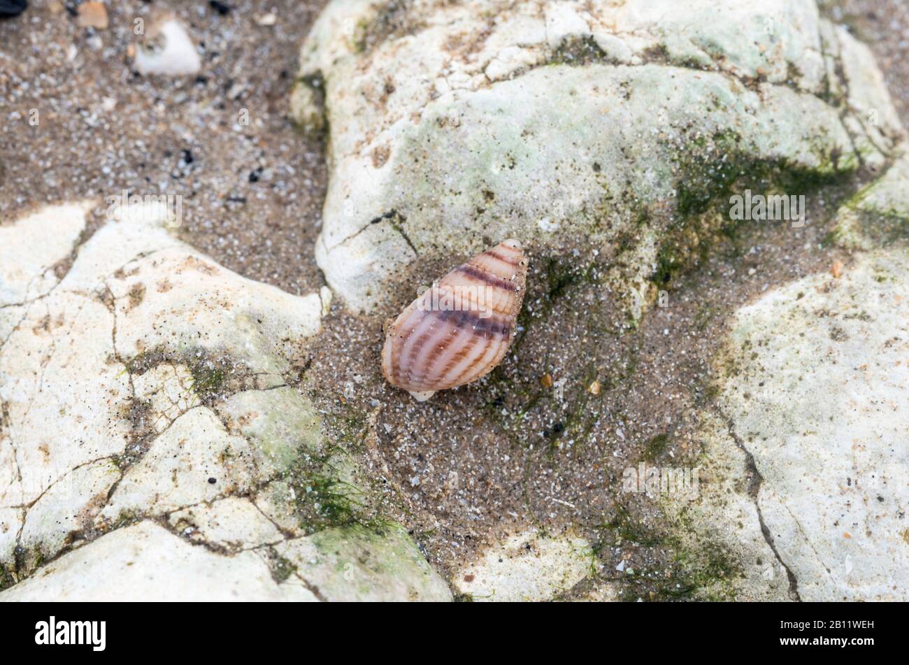 Shell of the Netted-Dogwhelk (Nassarius reticulatus Stock Photo - Alamy