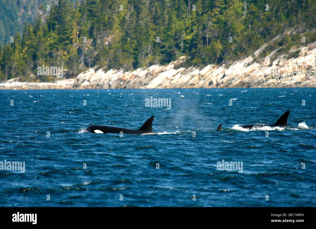 Orcas, Orcinus orca in Campbell River. Vancouver island. British ...