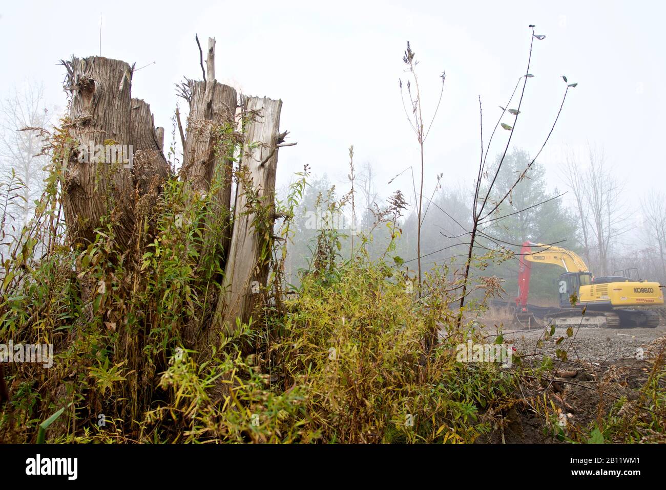 Old fallen tree stump with bare roots at the edge of the forest Stock ...