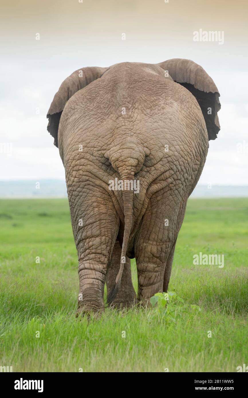 Walking Behind Elephant High Resolution Stock Photography and Images ...