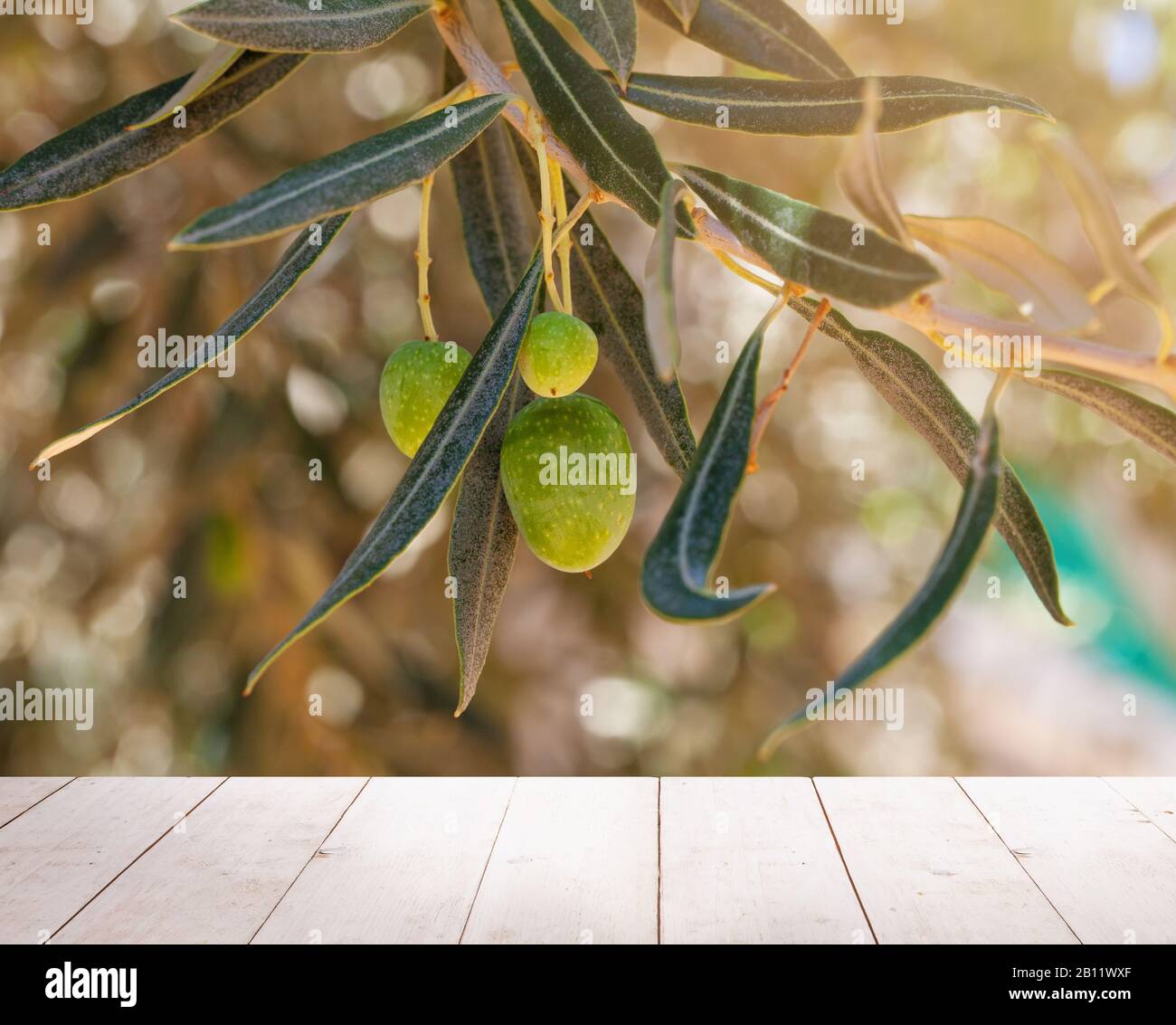 View from wooden terrace. Olives with leaves on olive tree. Season ...