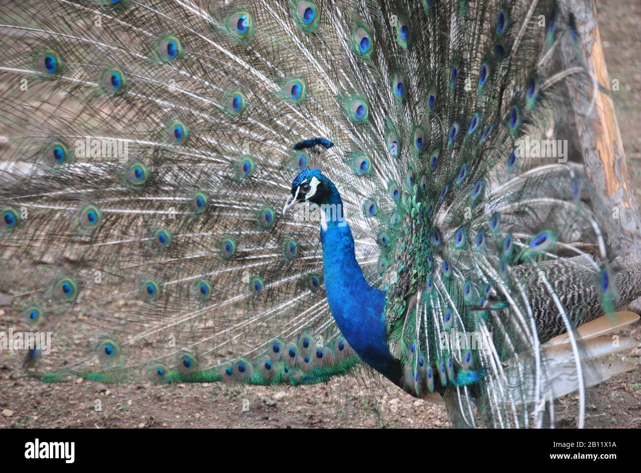 Peacock bird animal hi-res stock photography and images - Alamy