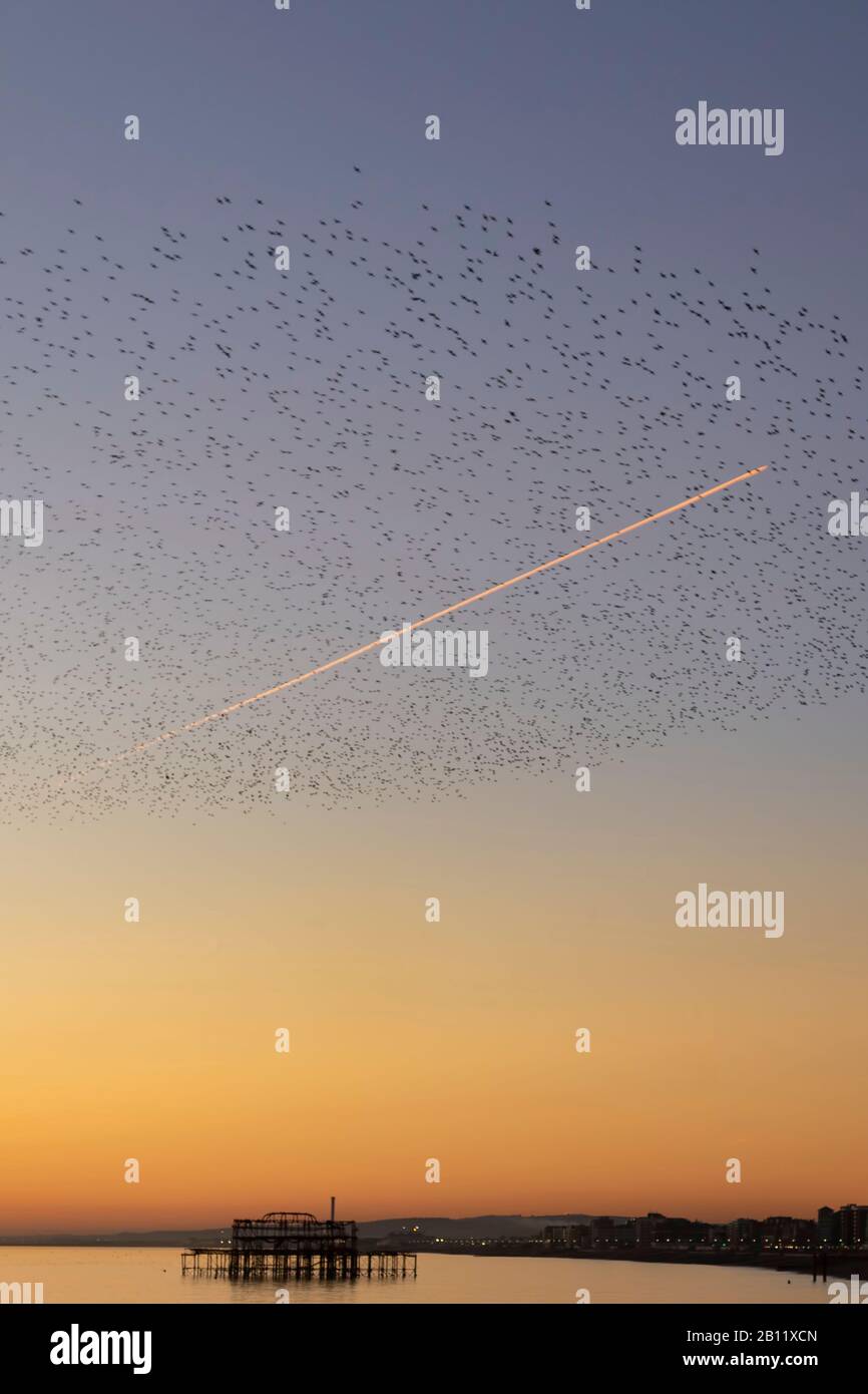 Synchronised birds flying hi-res stock photography and images - Alamy