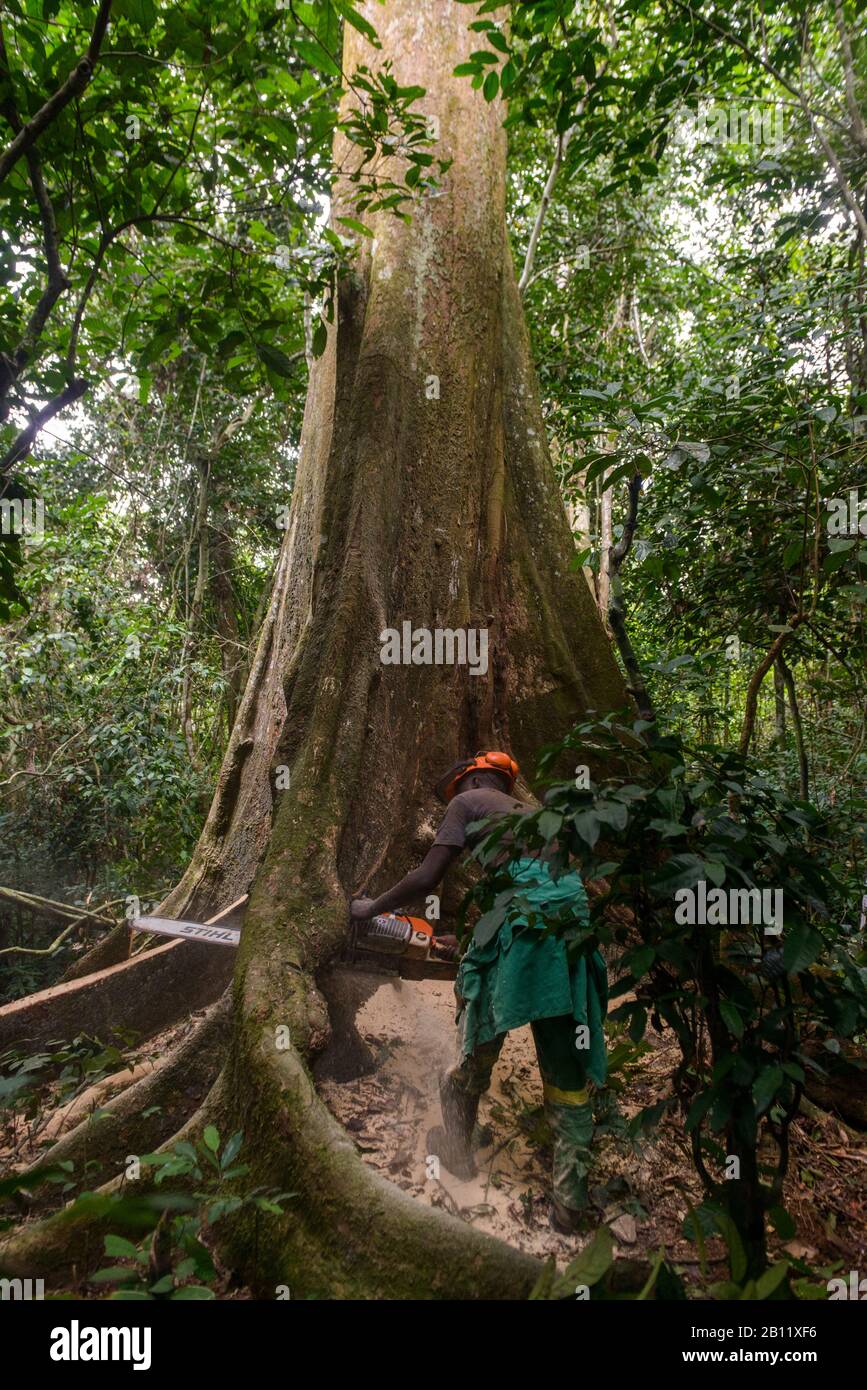 African rainforest deforestation hi-res stock photography and images ...