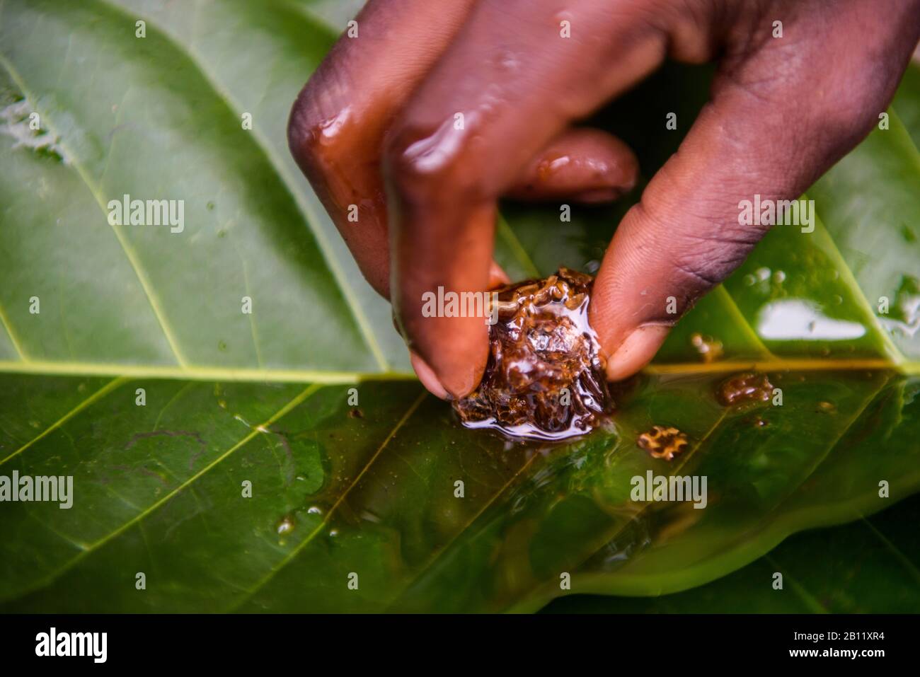 The life of the Bayaka Pygmies in the equatorial rainforest, Central ...
