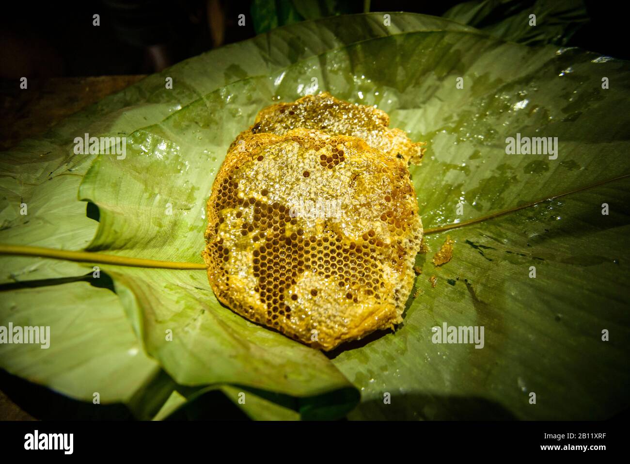 The life of the Bayaka Pygmies in the equatorial rainforest, Central ...