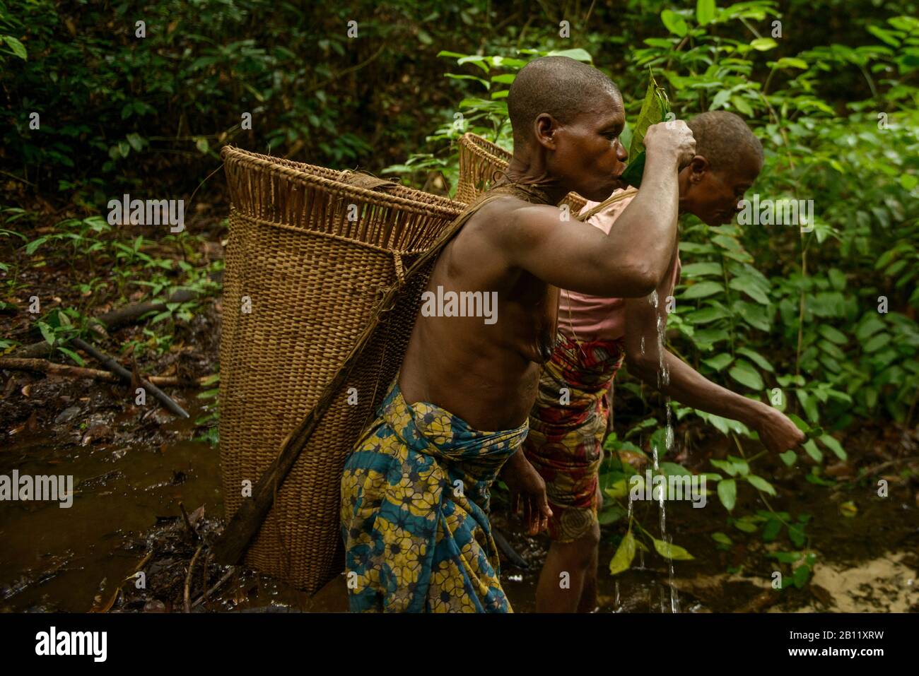The life of the Bayaka Pygmies in the equatorial rainforest, Central ...
