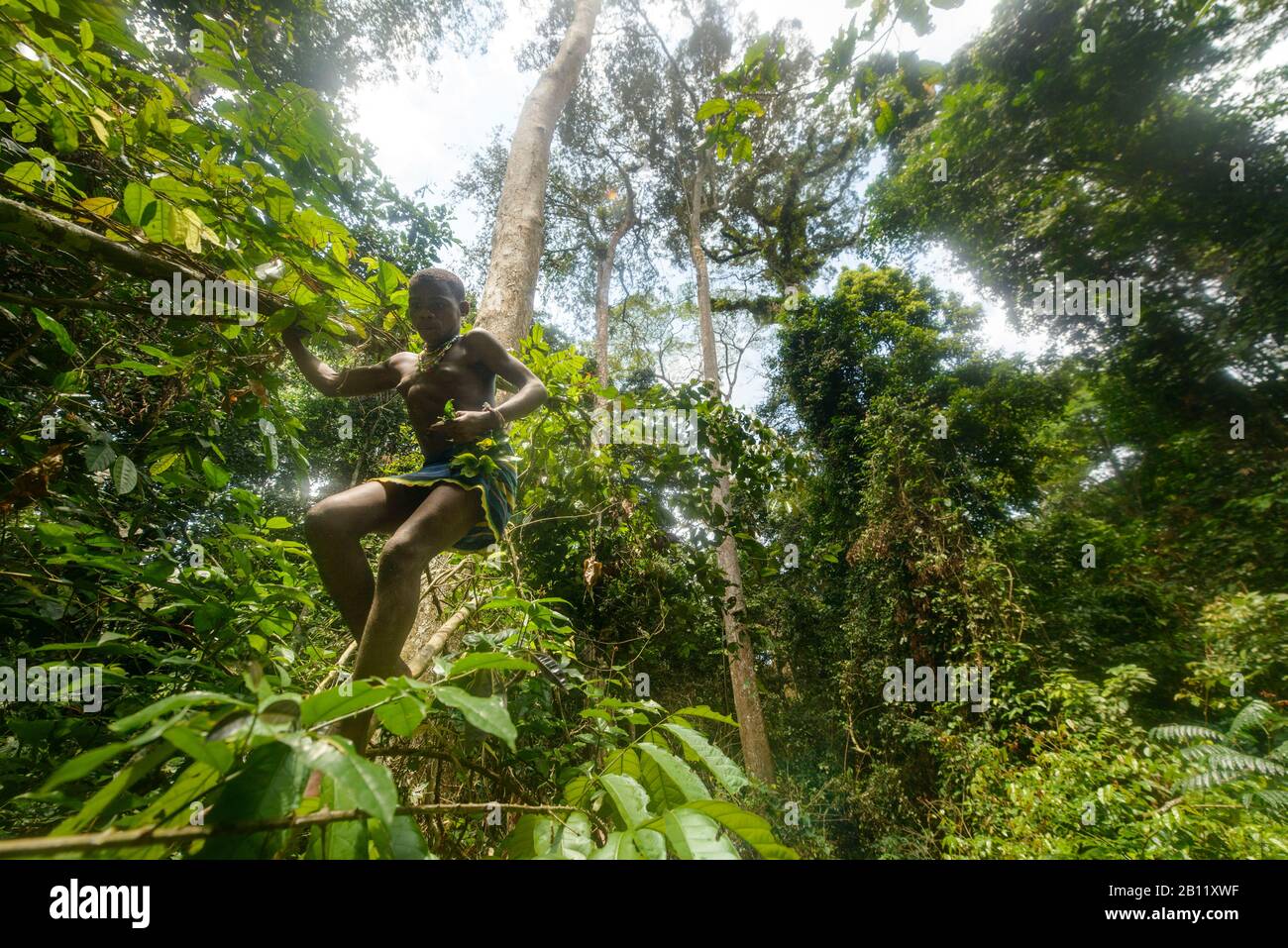 The life of the Bayaka Pygmies in the equatorial rainforest, Central ...