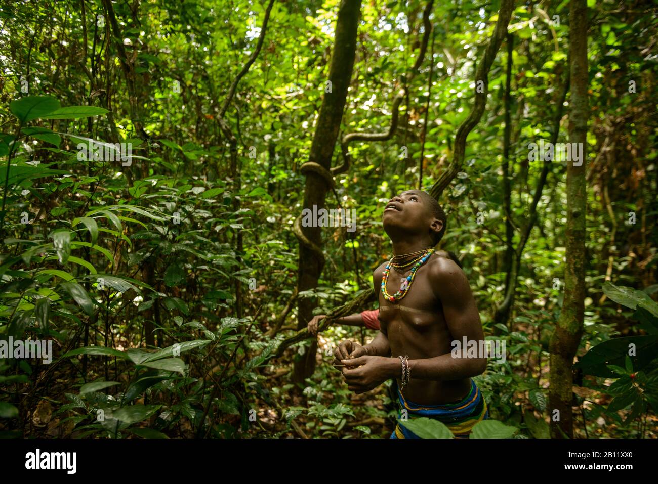 The life of the Bayaka Pygmies in the equatorial rainforest, Central ...