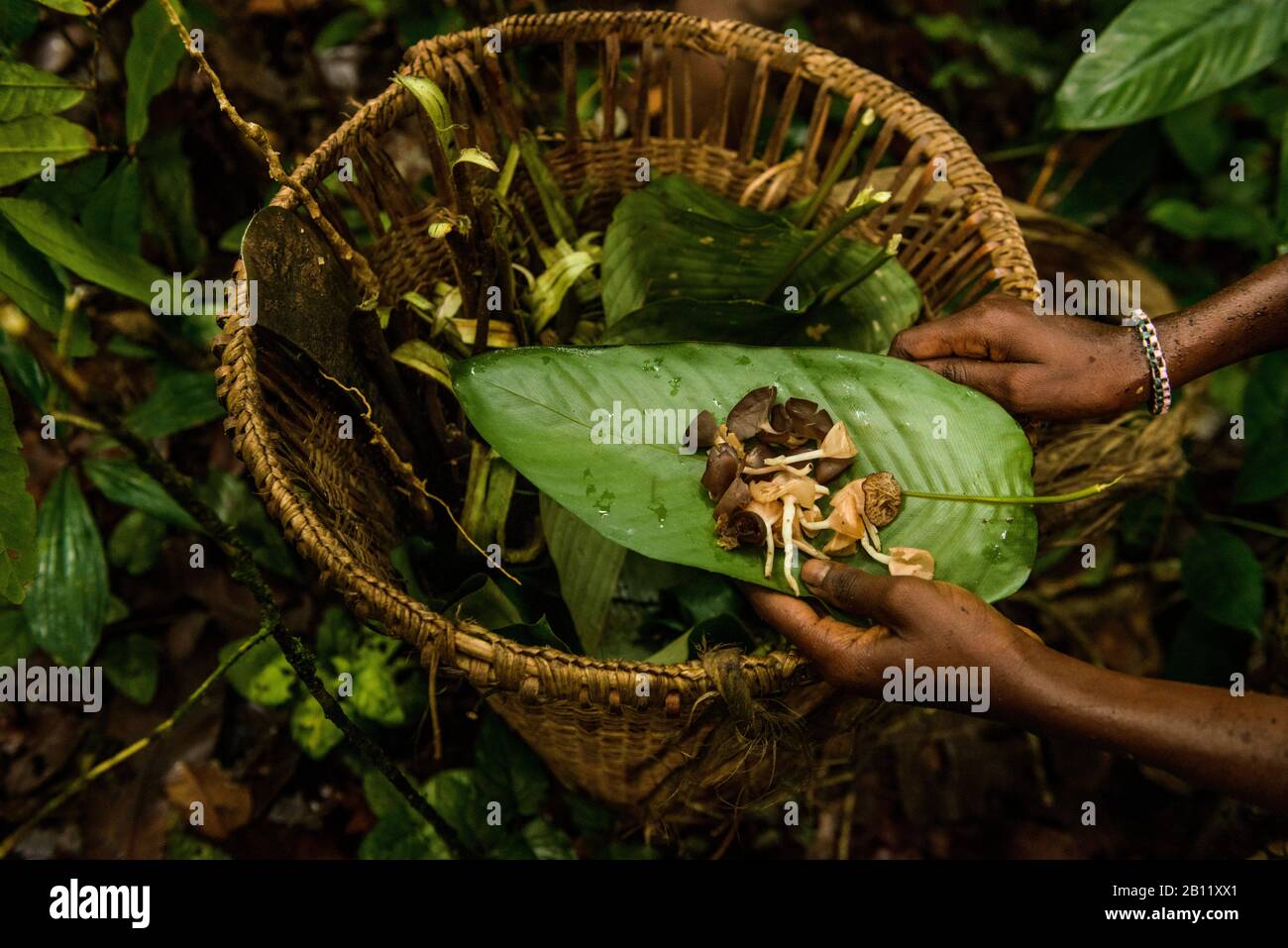The life of the Bayaka Pygmies in the equatorial rainforest, Central ...