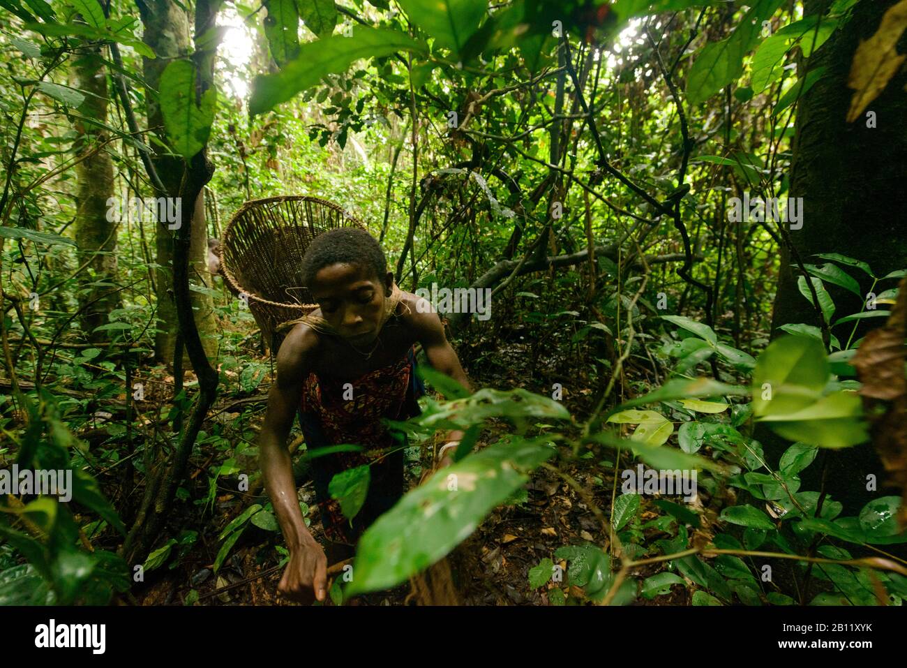 The life of the Bayaka Pygmies in the equatorial rainforest, Central ...