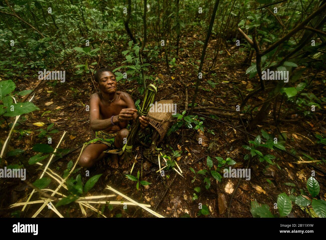 The life of the Bayaka Pygmies in the equatorial rainforest, Central ...