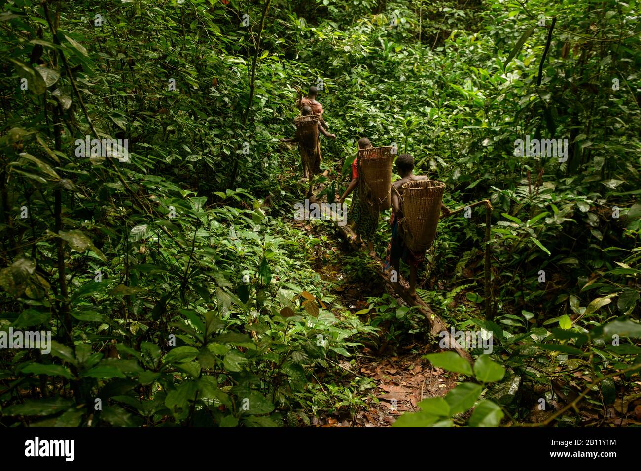 The life of the Bayaka Pygmies in the equatorial rainforest, Central ...