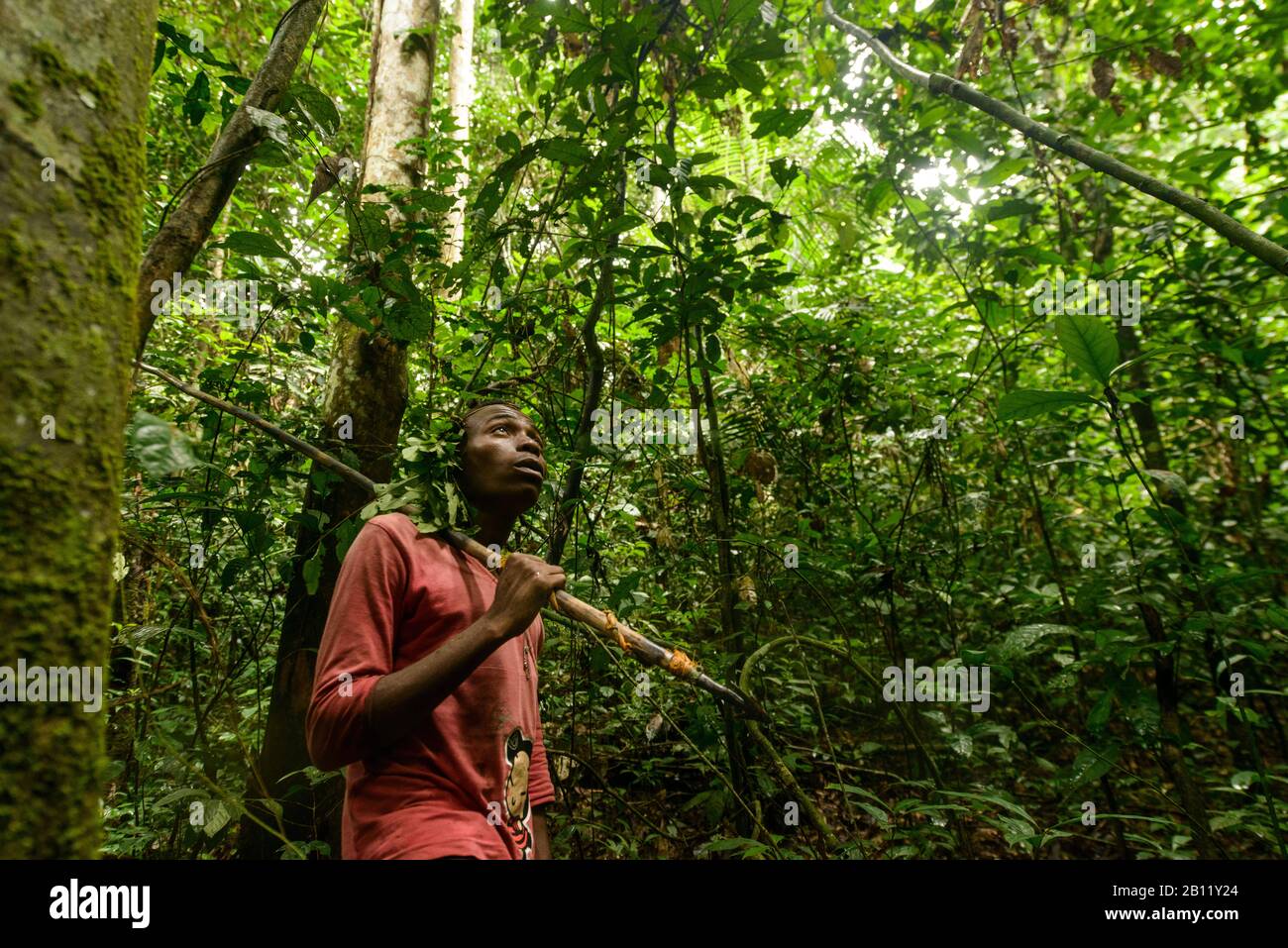 The life of the Bayaka Pygmies in the equatorial rainforest, Central ...