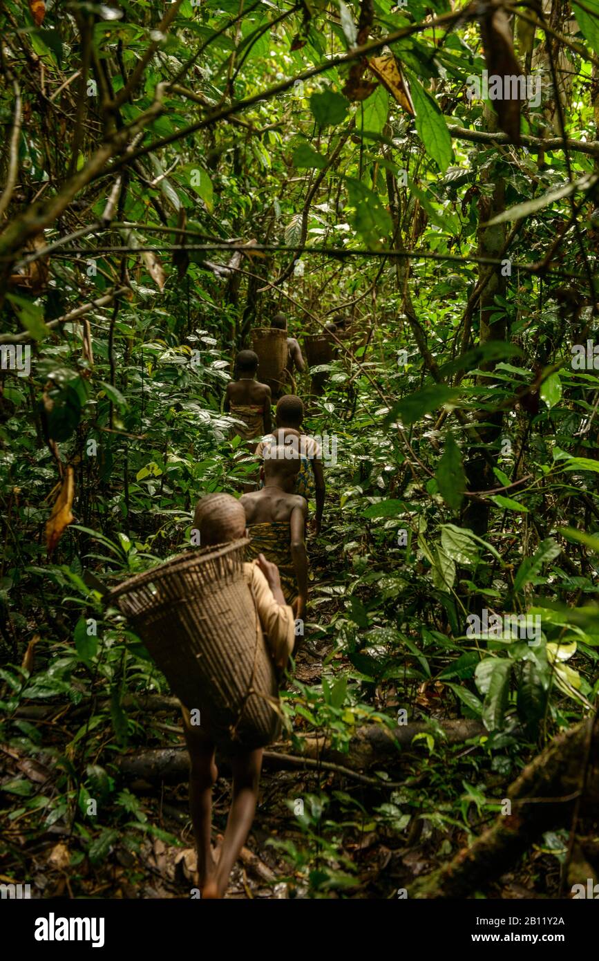 The life of the Bayaka Pygmies in the equatorial rainforest, Central ...