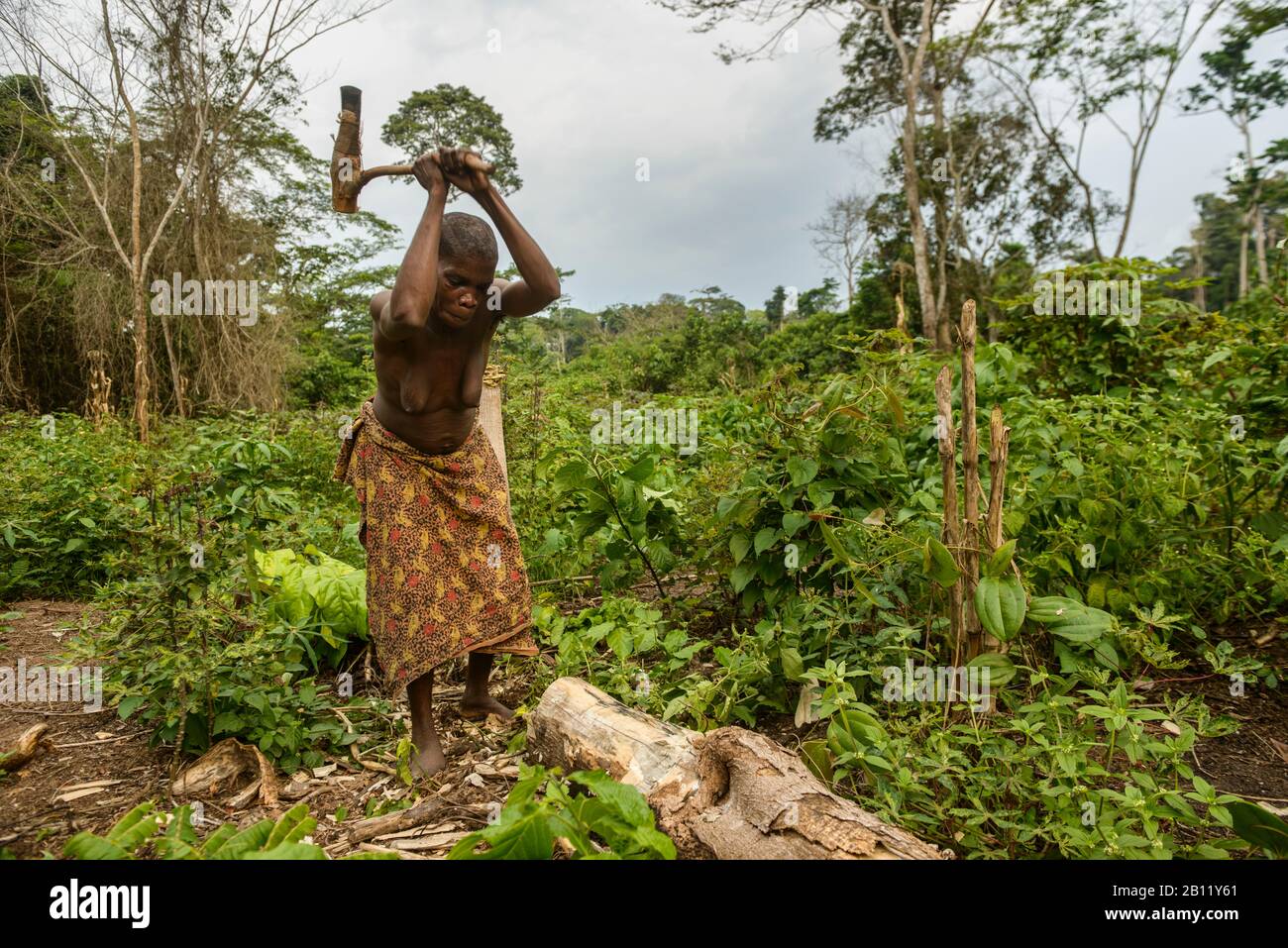 The life of the Bayaka Pygmies in the equatorial rainforest, Central ...