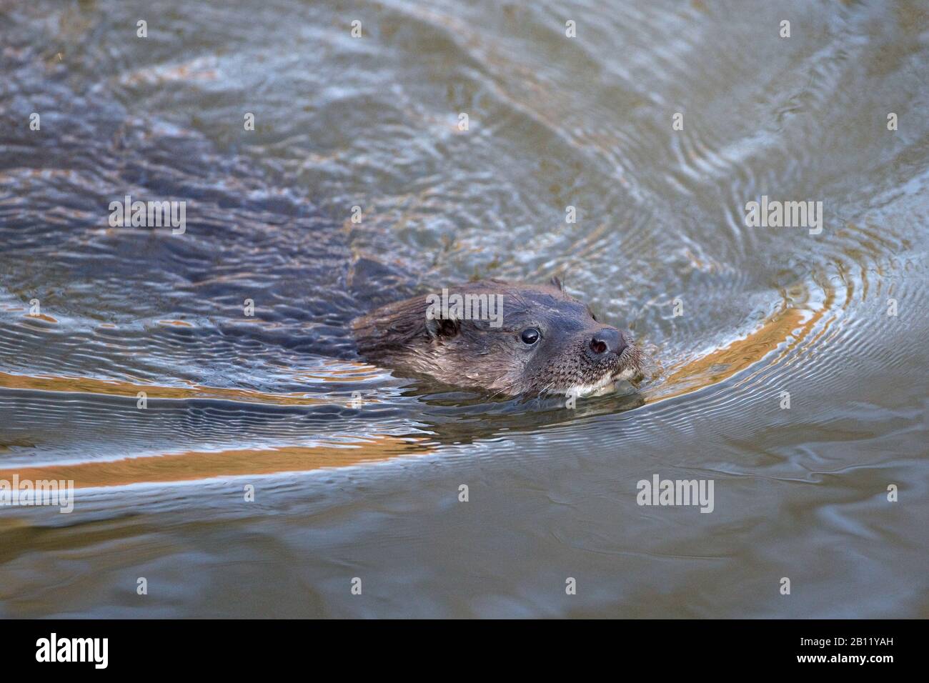 Common Otter (Lutra lutra Stock Photo - Alamy