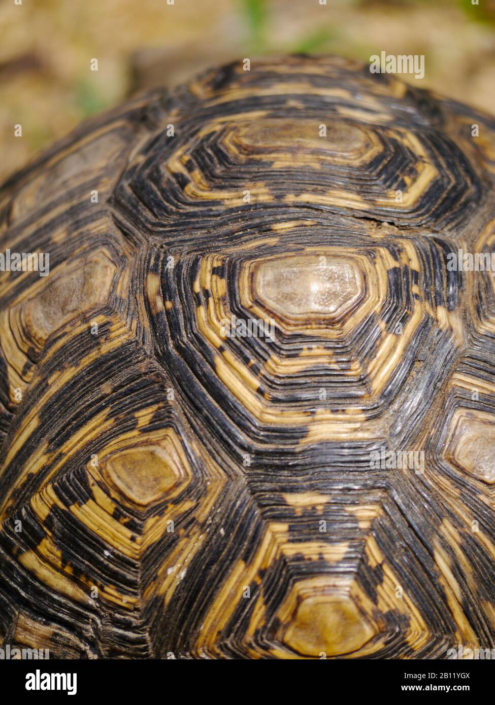 Tortoise shell texture hi-res stock photography and images - Alamy