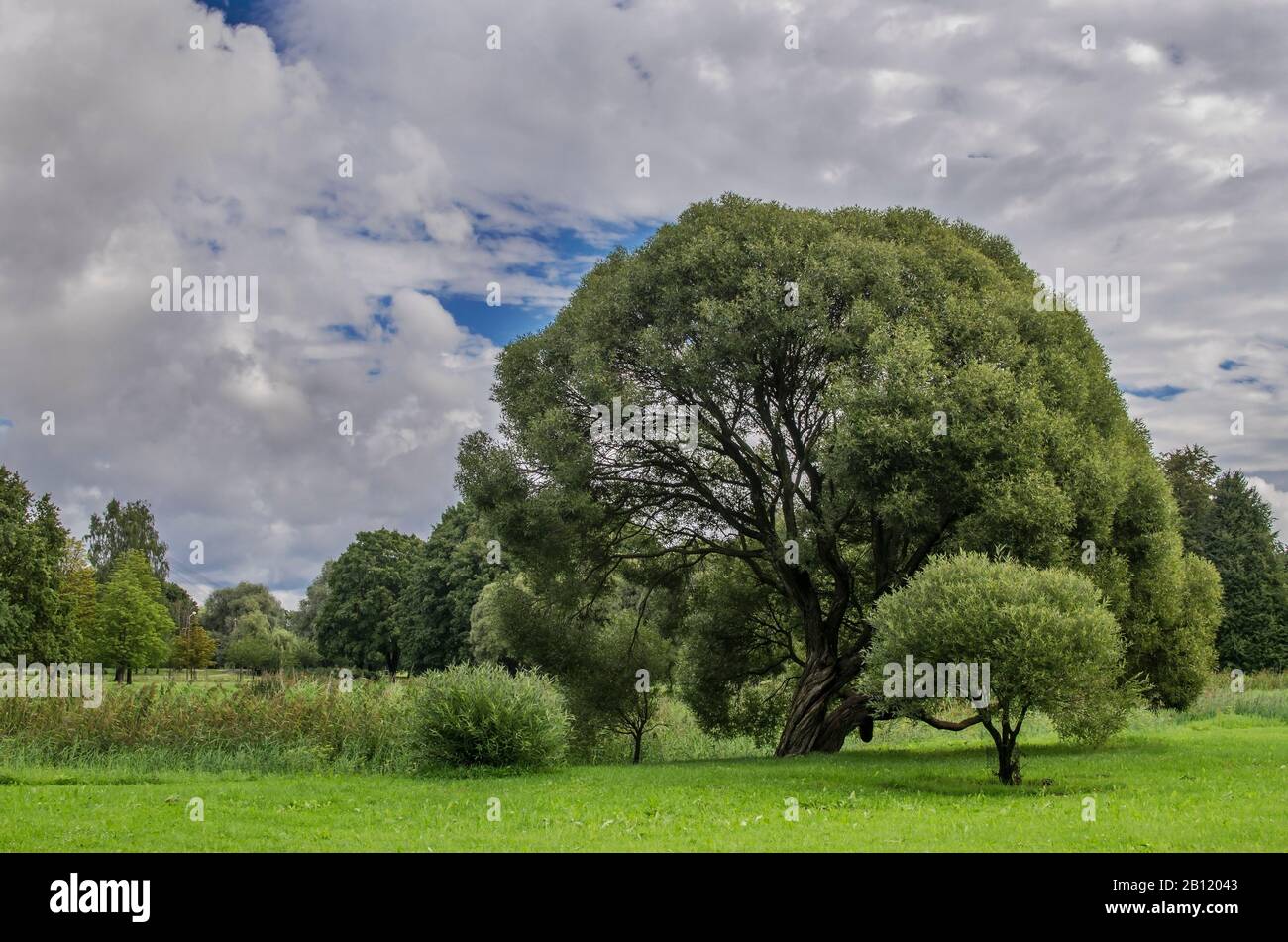 Summer landscape - old round tree on cloudy sky background in park in ...