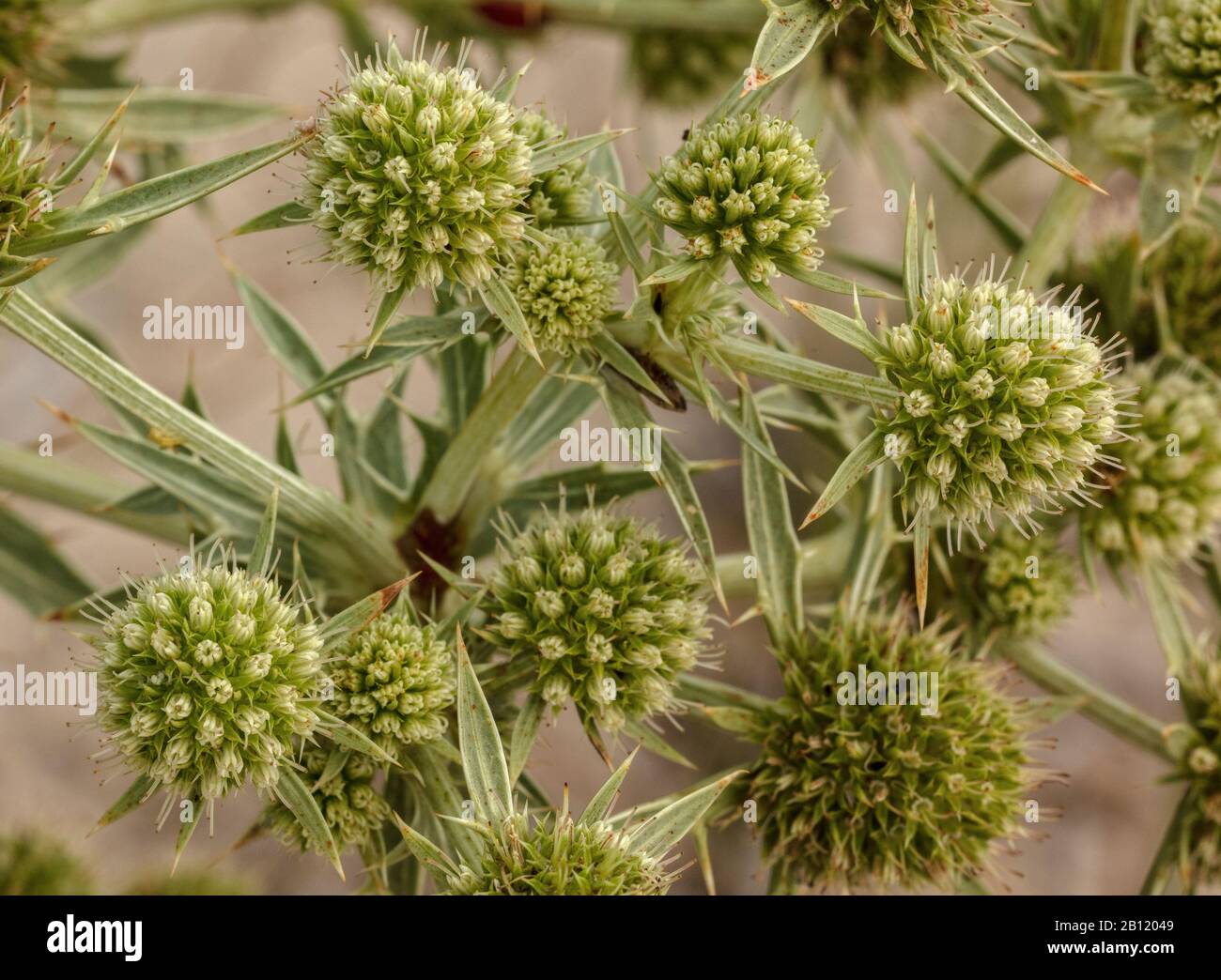 Field eryngo, Eryngium campestre, in flower in sandy coastal grassland ...