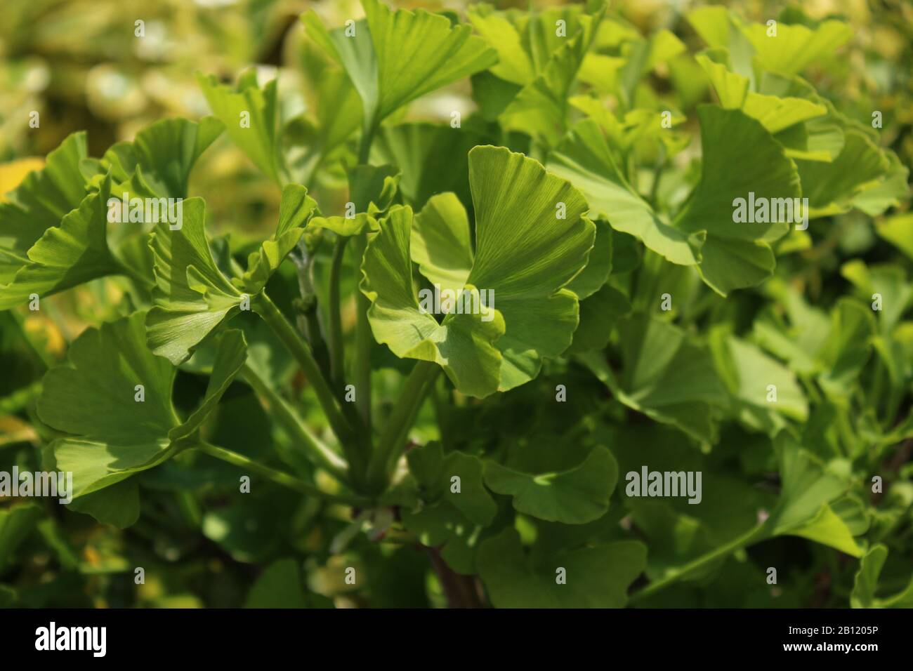 The picture shows green healthy ginko in the garden Stock Photo - Alamy