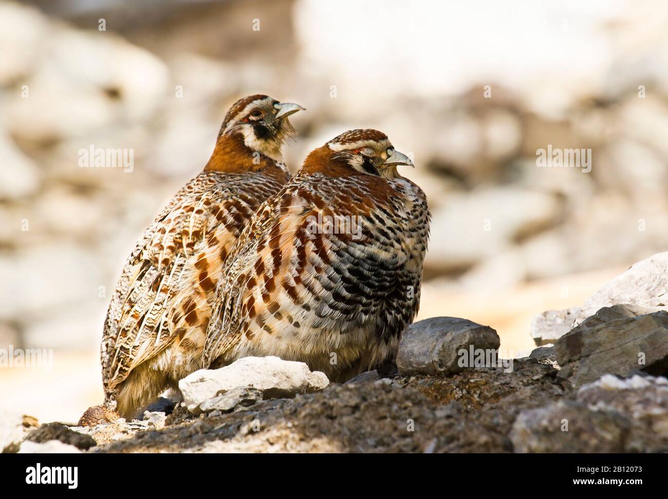 Tibetan Partridge, Perdix hodgsoniae , Rumbak village. Hemis National ...