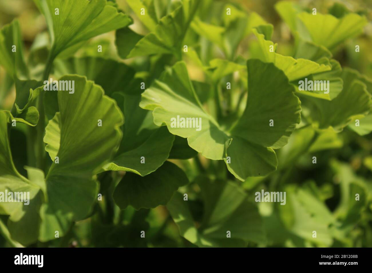 The picture shows green healthy ginko in the garden Stock Photo - Alamy