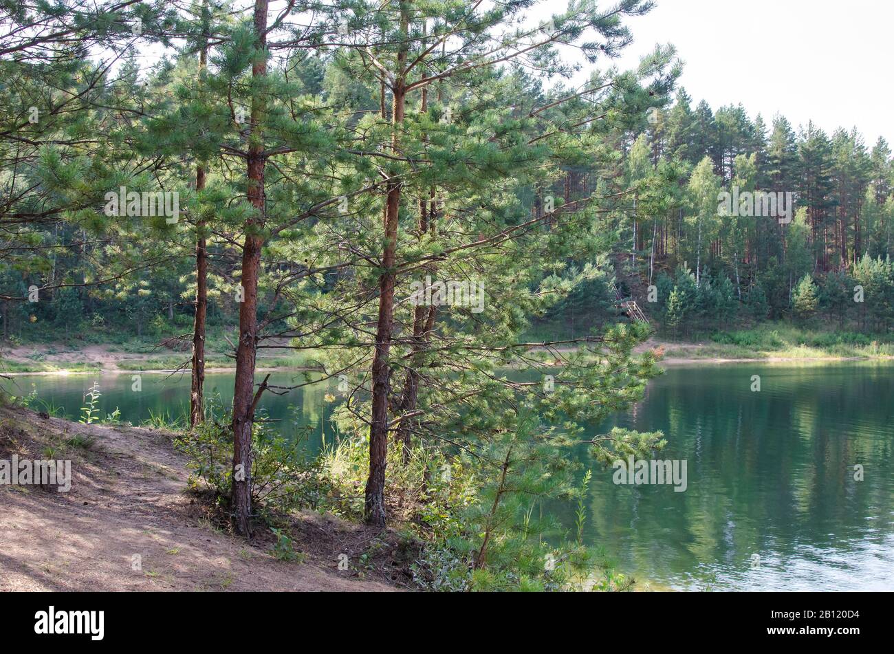 Small pipe tree near turquoise lake. Summer forest with pipe trees ...