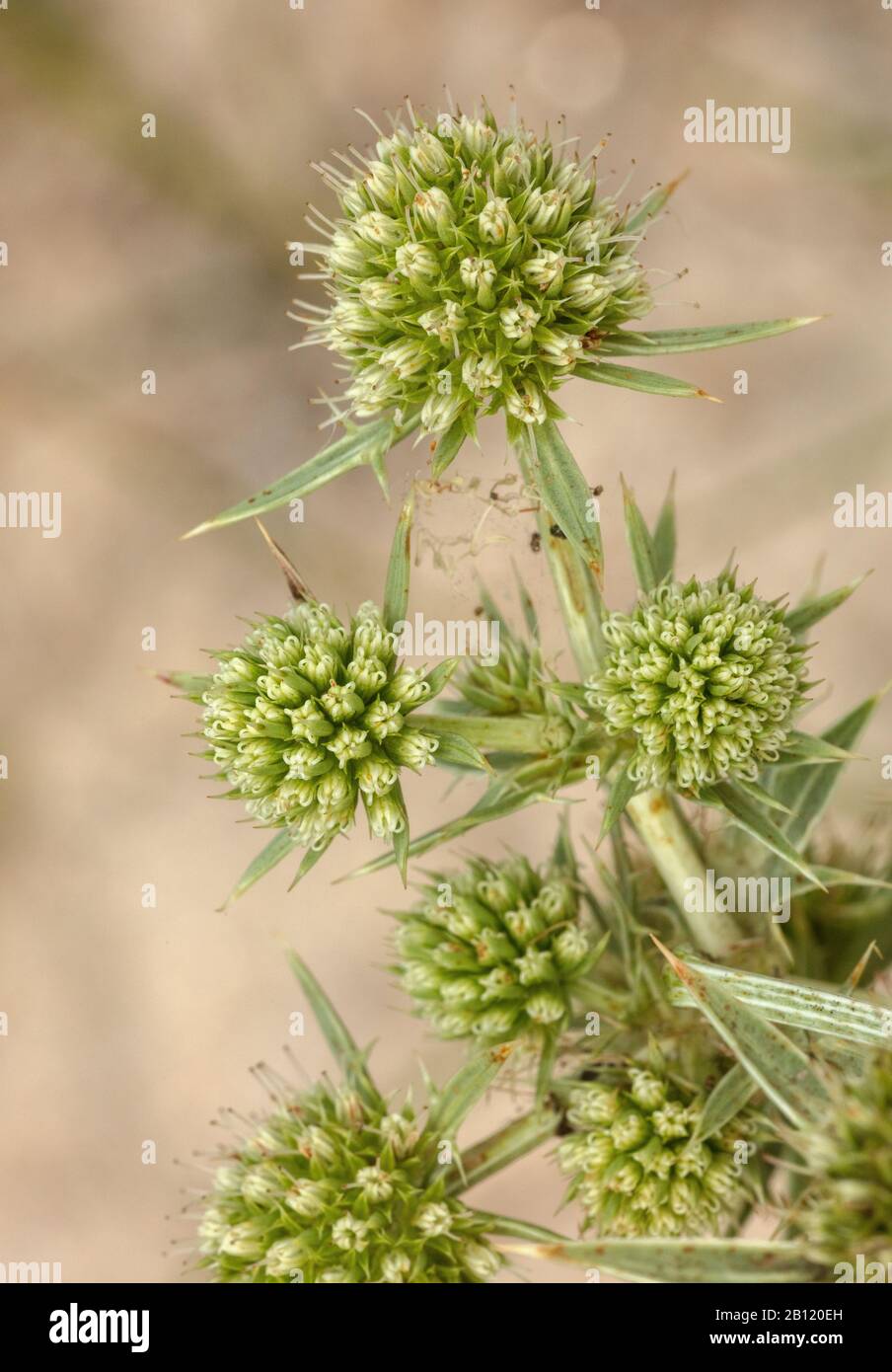 Field eryngo, Eryngium campestre, in flower in sandy coastal grassland ...