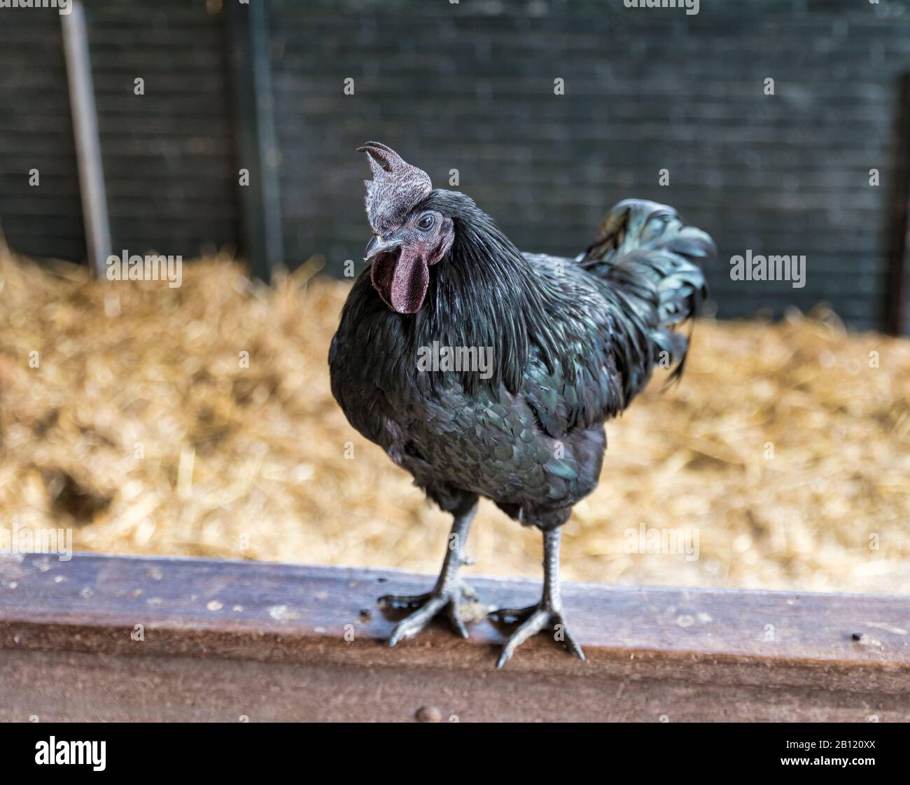Black rooster, the emblem of Chianti Classico wines, statue in ...
