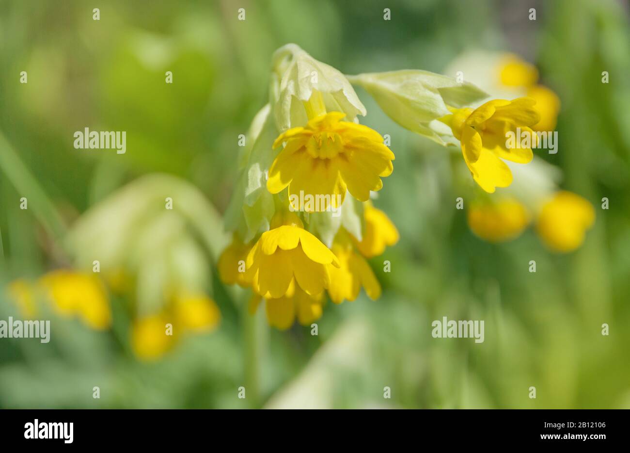 Wild primrose hi-res stock photography and images - Alamy