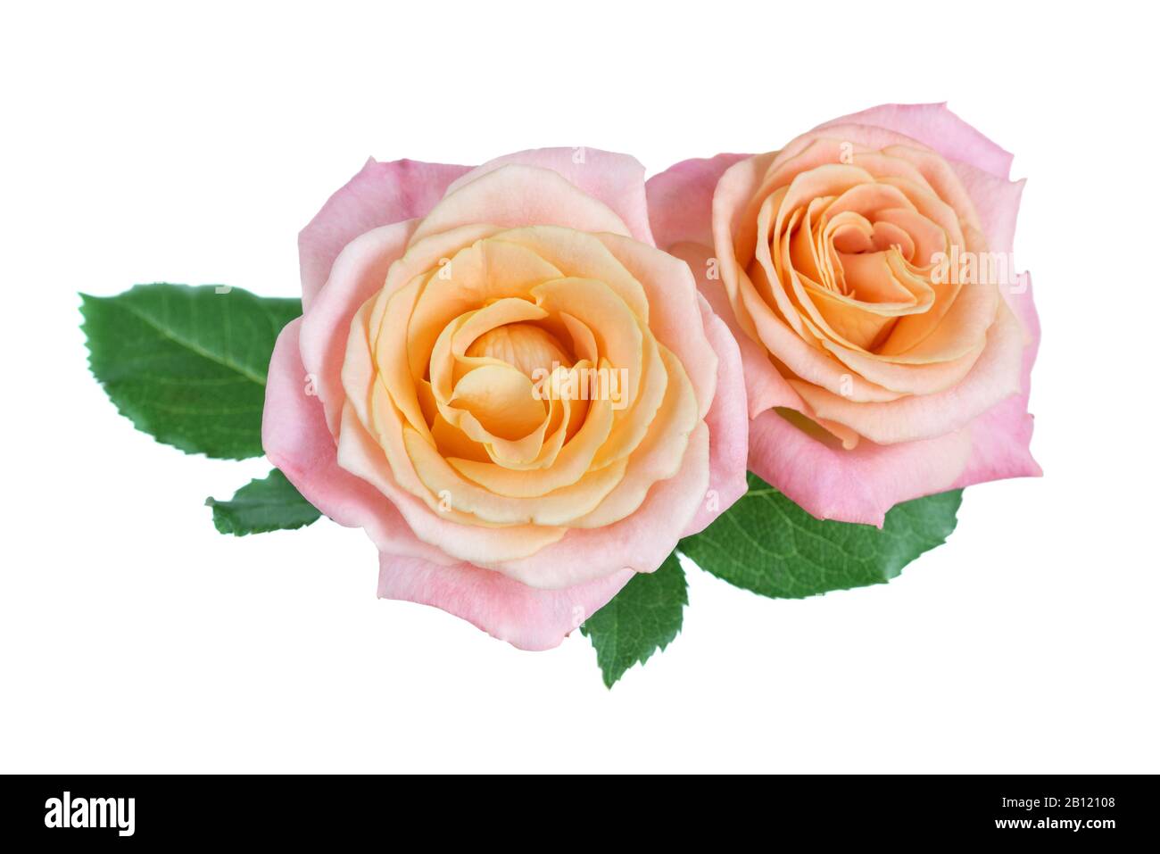 Two unique yellow-pink rose flowers, isolated on a white background ...