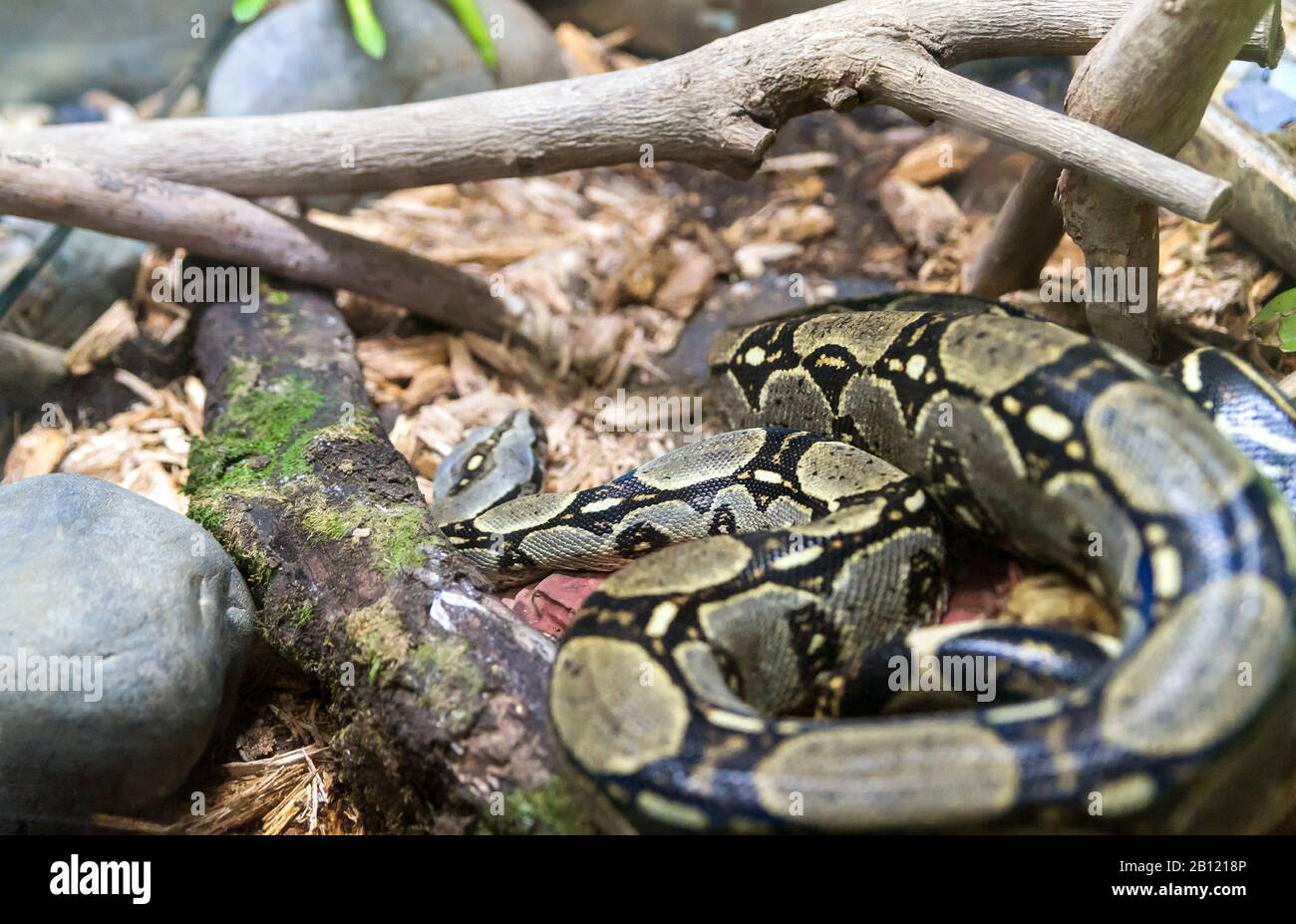Wonderful Wildlife Landscapes at Ukumari Biopark in Pereira, Colombia ...
