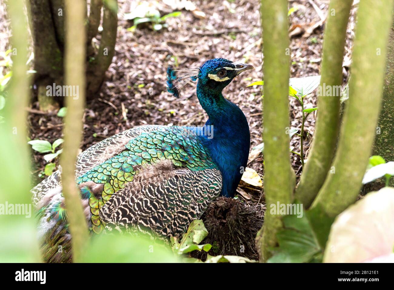 Wonderful Wildlife Landscapes at Ukumari Biopark in Pereira, Colombia ...