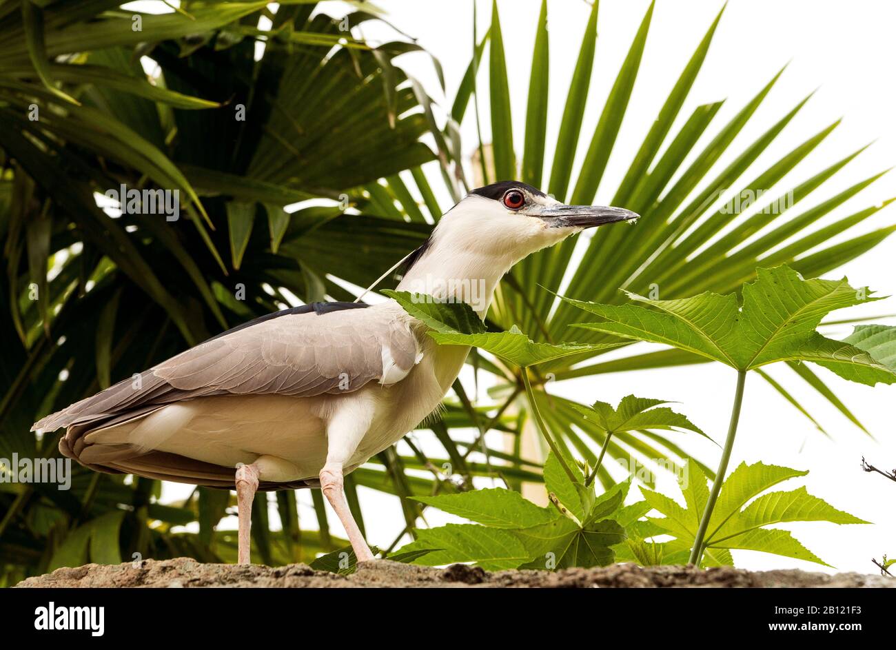 Wonderful Wildlife Landscapes at Ukumari Biopark in Pereira, Colombia ...