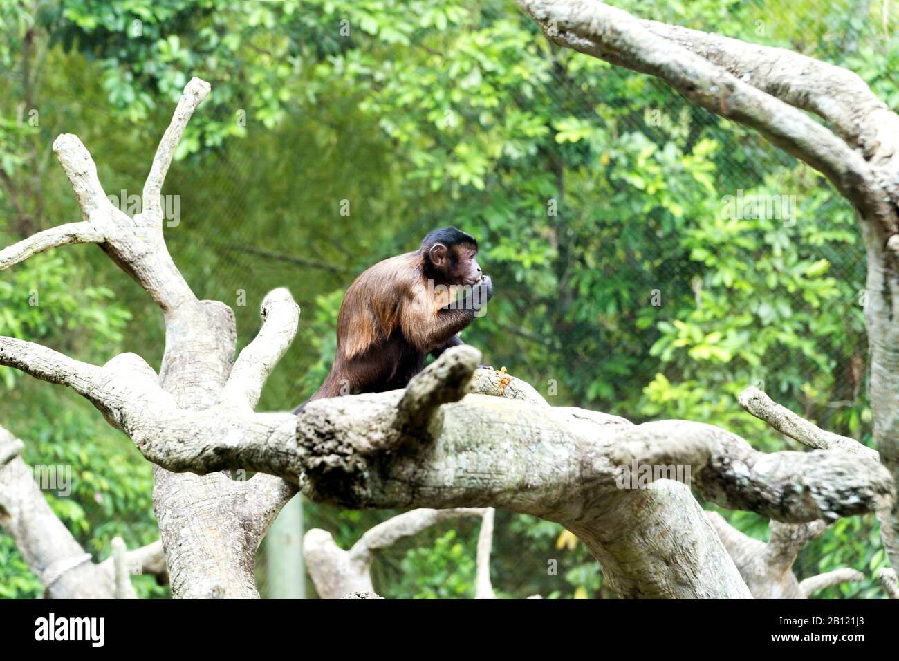 Wonderful Wildlife Landscapes at Ukumari Biopark in Pereira, Colombia ...