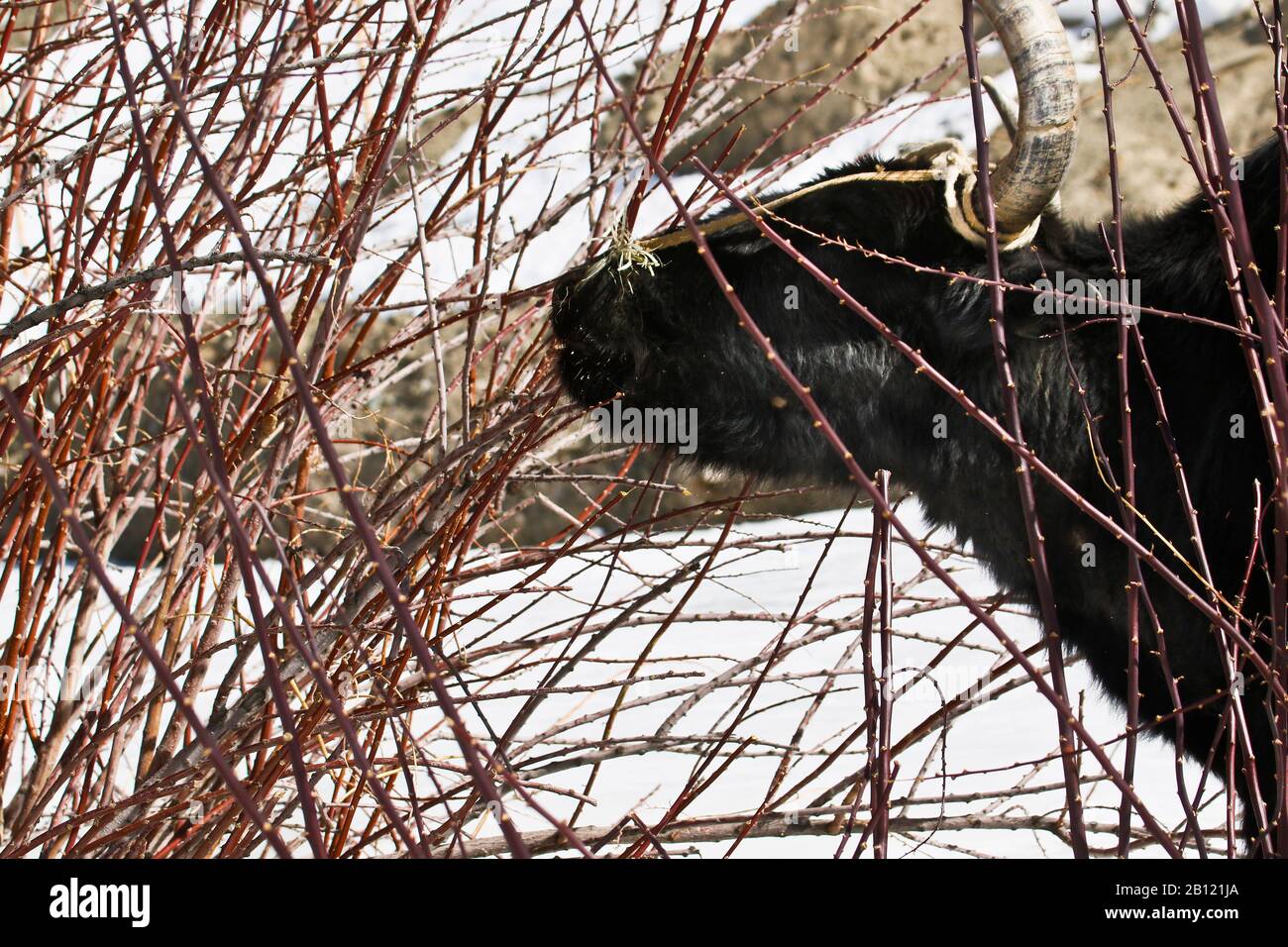 Domestic Yak eating(Bos mutus gruniens), Rumbak valley. Hemis National ...