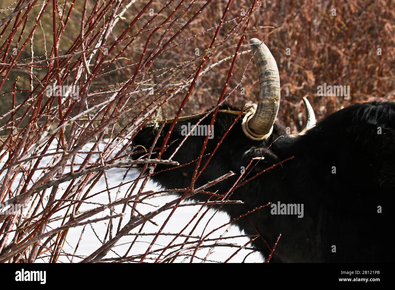 Domestic Yak eating(Bos mutus gruniens), Rumbak valley. Hemis National ...