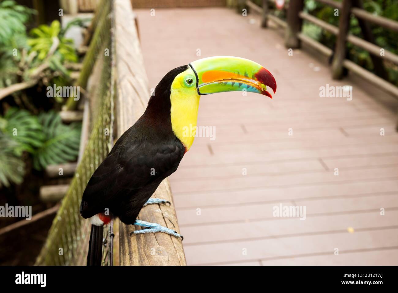 Wonderful Wildlife Landscapes at Ukumari Biopark in Pereira, Colombia ...