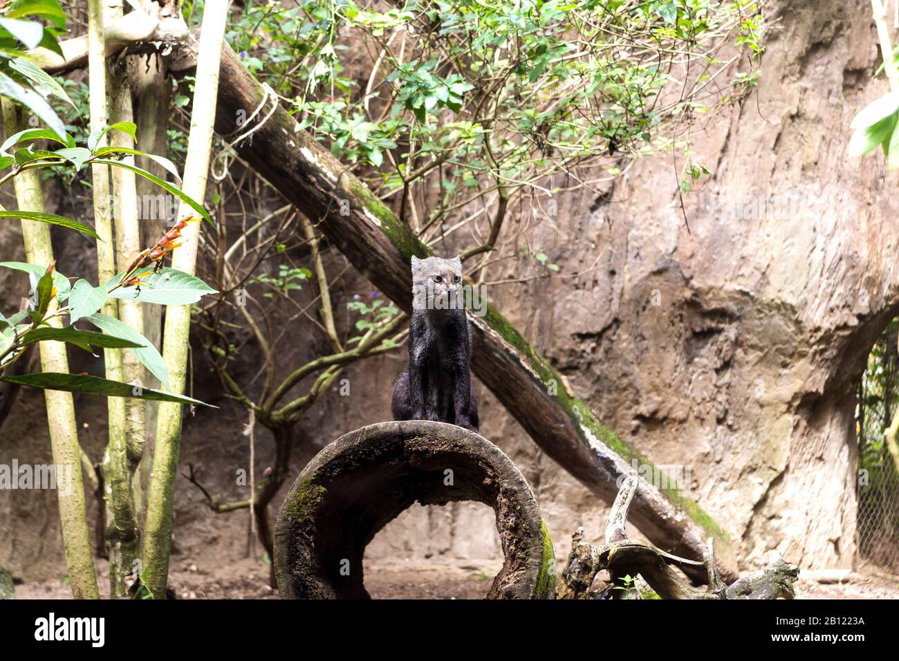 Wonderful Wildlife Landscapes at Ukumari Biopark in Pereira, Colombia ...