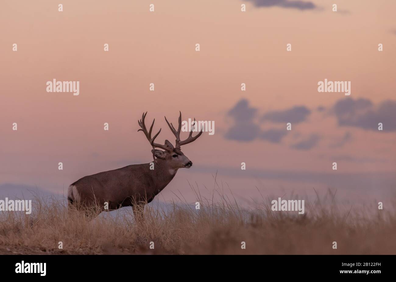 Mule deer Buck at Sunrise in Fall Stock Photo - Alamy